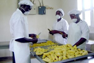 PIBID: Presidential Initiative On Banana Industrial Development – Raw ...